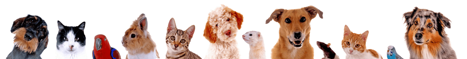 How Big Do Ball Pythons Get? Size, Weight and Growth Chart