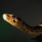 The Definitive Beginner Ball Python Care Sheet [Updated 2023]