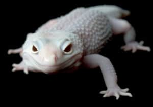 30+ Most Popular Leopard Gecko Morphs with Pictures & Prices