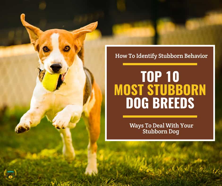 10 Most Stubborn Dog Breeds That Are Difficult to Train
