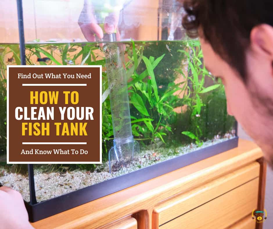How To Clean Your Fish Tank - Step By Step Guide