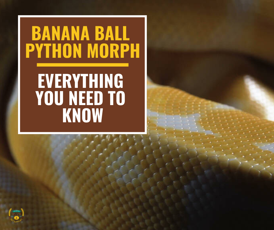 Banana Ball Python Morph: Facts and Care Guides