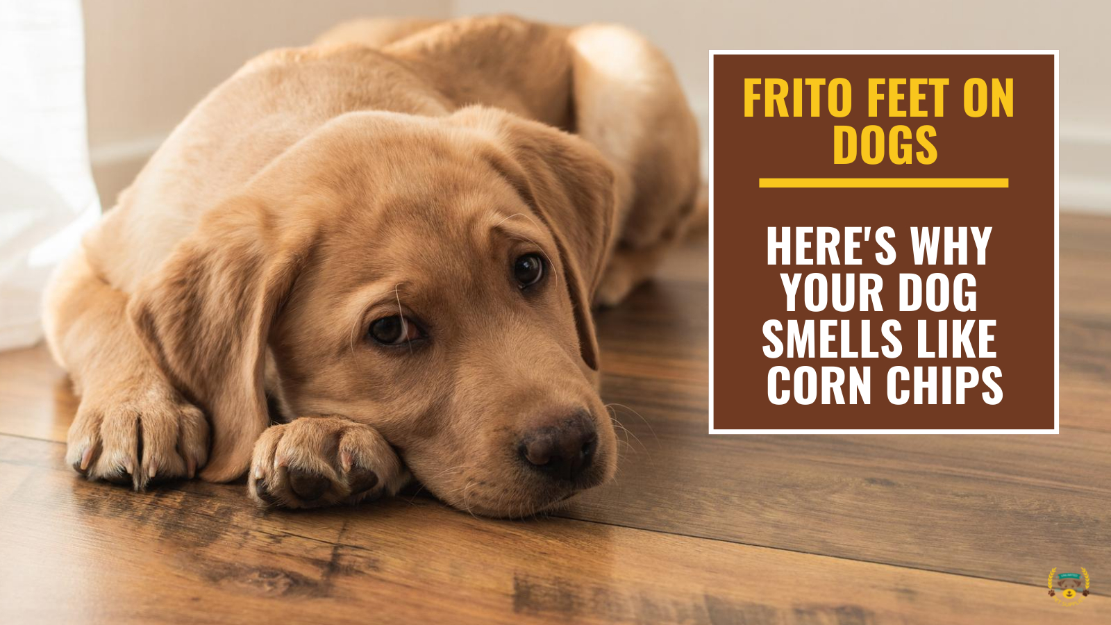 Why Your Dog's Paw Smell Like Fritos or Corn Chips