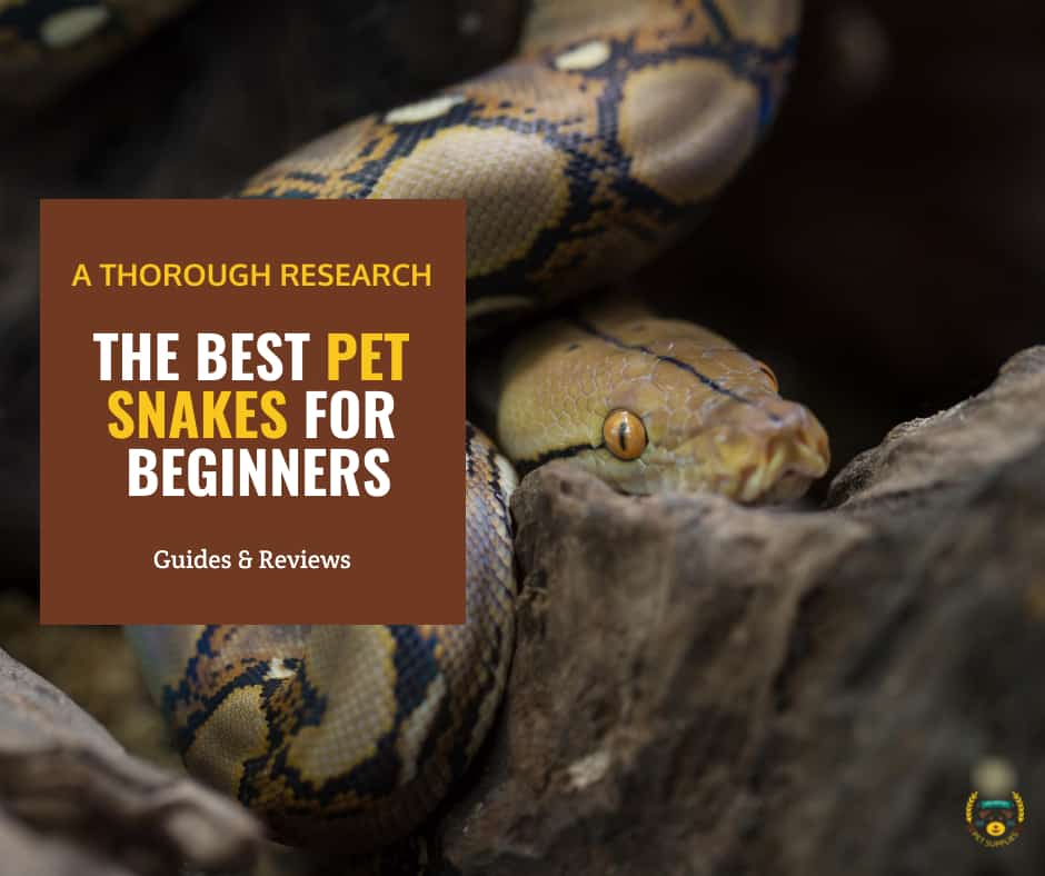 The 10 Best Pet Snakes For Beginners | A Thorough Research