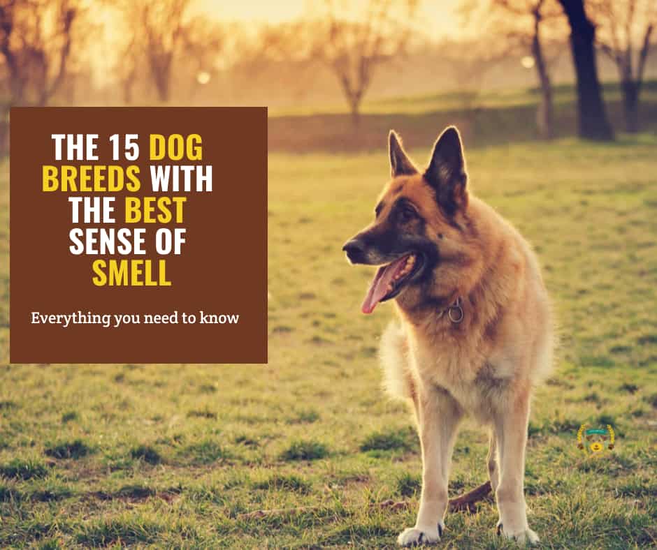 Top 15 Dog Breeds with The Best Sense of Smell