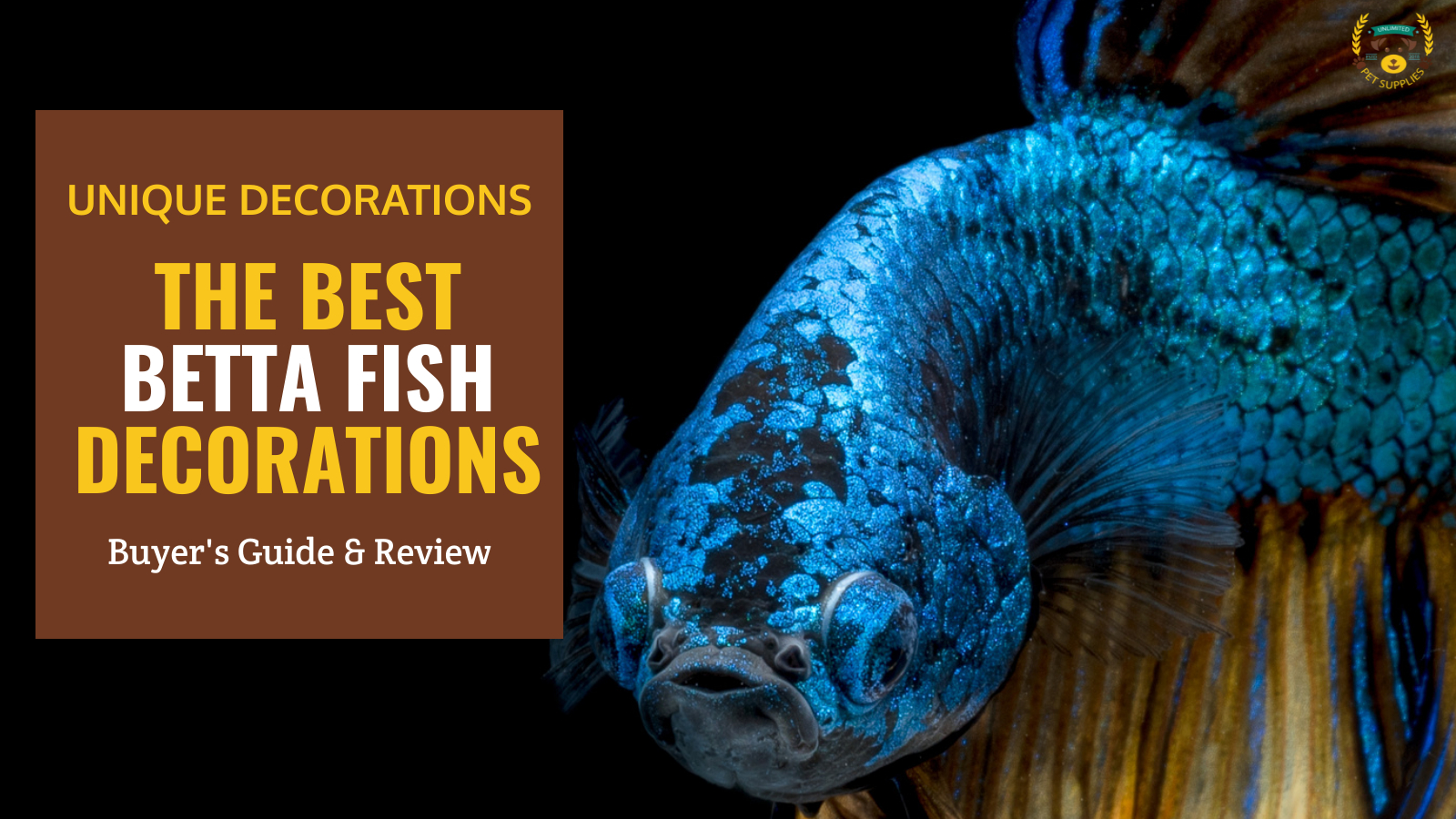 10 Best Decorations for Betta Fish: 2024 Reviews & Guides