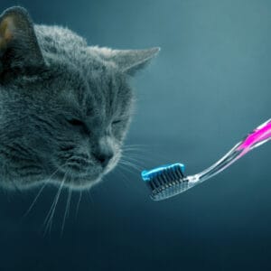 8 Best Cat Toothpastes (Vet Approved) | 2024 Reviews