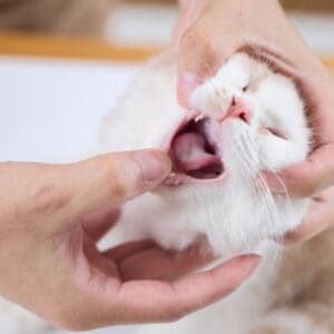 8 Best Cat Toothpastes (Vet Approved) | 2024 Reviews