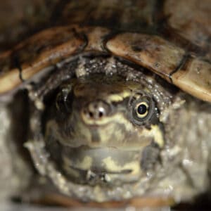 9 Child-Friendly Reptile Pets That Are Safe for Your Kids