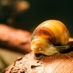 How To Get Rid of Snails in Aquarium? 8+ Proven Methods