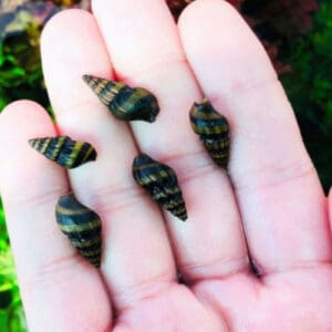 How To Get Rid of Snails in Aquarium? 8+ Proven Methods