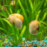 How To Get Rid of Snails in Aquarium? 8+ Proven Methods