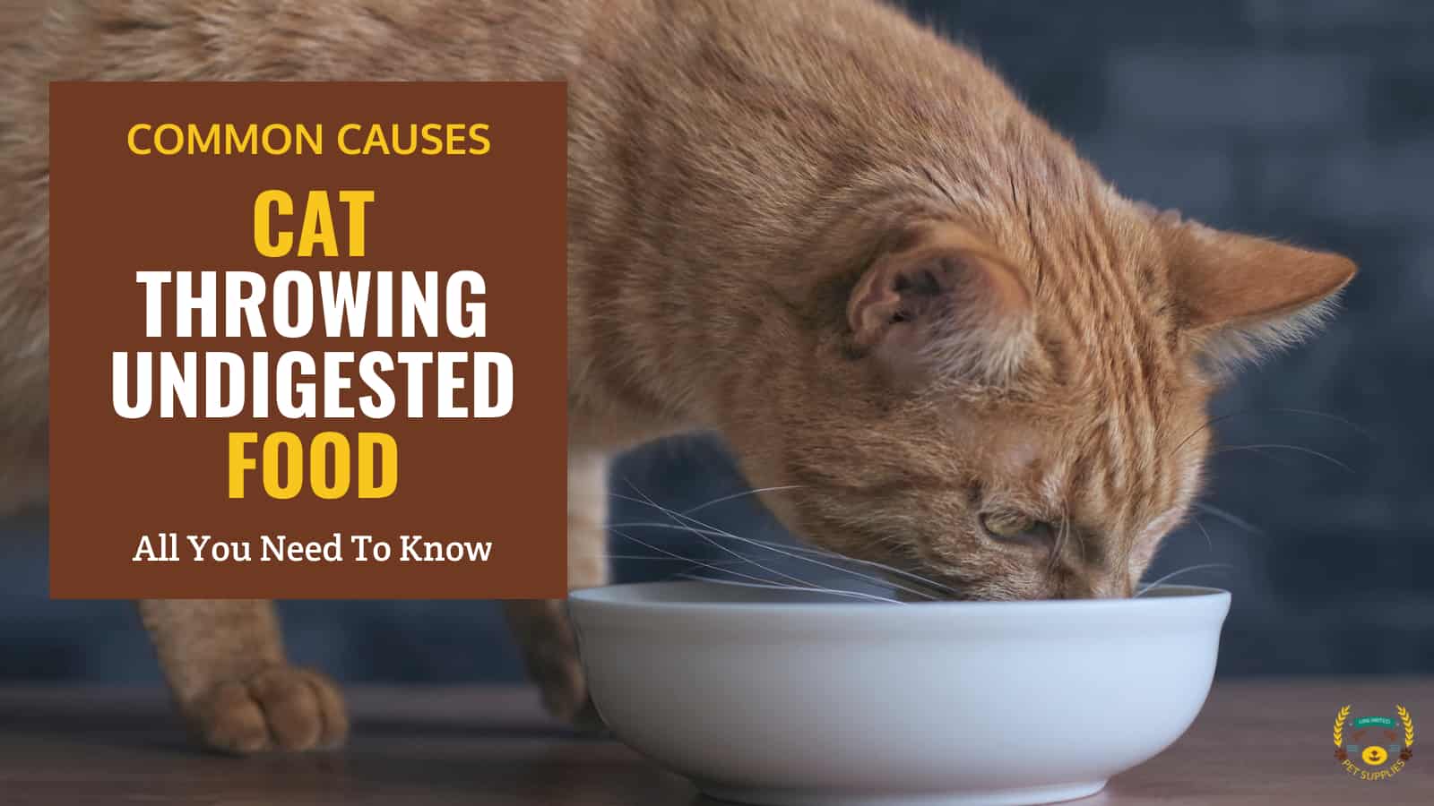 Why Is My Cat Throwing Up Undigested Food